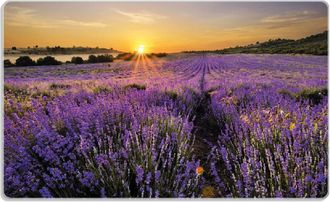 Wallario Fr&uuml;hst&uuml;cksbrettchen aus Glas, Glasunterlage, Glasbrettchen Sonnenuntergang &uuml;ber dem Lavendel, Gr&ouml;&szlig;e 14 x 23 cm, Sicherheitsglas