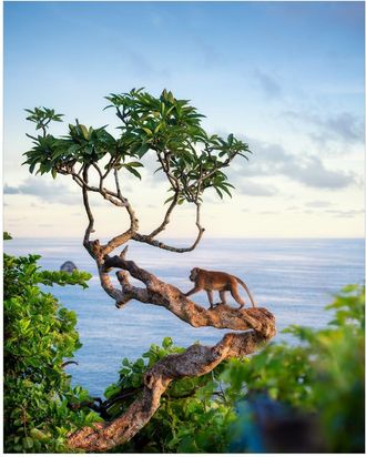 Wallario Poster - AFFE auf Baum in Premiumqualit&auml;t, Gr&ouml;&szlig;e: 40 x 50 cm