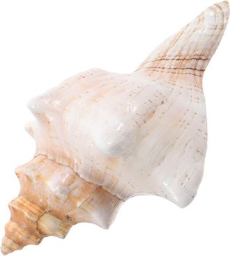 Valiclud Toyvian Riesige Gestreifte Muschel Als Natürliche Stranddekoration 16 18cm Große Muschelschale aus Robustem Material Vielseitig für Aquarium Deko Vase