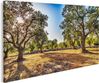 Islandburner Bild auf Leinwand Hain Olivenbäume In Salento Apulien Italien Bilder Wandbilder Poster