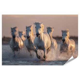 Islandburner Prime Poster Wei&szlig;e Pferde laufen durch das Wasser in der Abendd&auml;mmerung - Poster 90x60cm