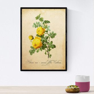 Nacnic Poster von Blumen mit Vintage Hintergrund - Gelb Hibiskus. Klassische Inneneinrichtung mit botanischen Illustrationen. A4 ohne Rahmen
