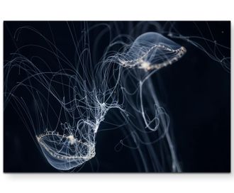 Paul Sinus Art Leinwandbilder | Bilder Leinwand 120x80cm Quallen