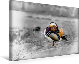 Calvendo Premium Textil-Leinwand 45 x 30 cm Quer-Format Mandarinente-Yoga an der frischen Luft | Wandbild, HD-Bild auf Keilrahmen, Fertigbild auf hochwertigem 