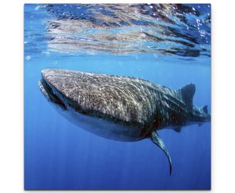 Paul Sinus Art Leinwandbilder | Bilder Leinwand 60x60cm Walhai