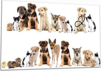 Wallario Herdabdeckplatte/Spritzschutz aus Glas, 1-teilig, 90x52cm, für Ceran- und Induktionsherde, Süße Haustiere - Katzen Hunde Hamster Küken