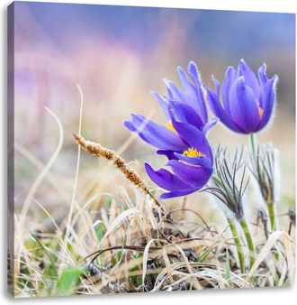 Pixxprint schöne Krokusse, Größe: 60x60, Leinwandbild Quadratisch, Wandbild, Kunstdruck, fertig bespannt