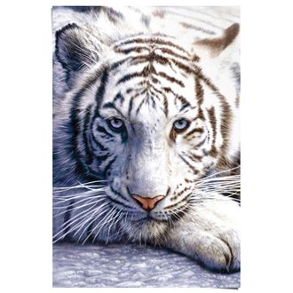 Reinders Poster, White tiger, Kinderzimmer, Poster, Wanddeko, Room Decor, 150 gr. glänzend Bilderdruckpapier, Weiß, 91,5x61cm