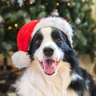 Wallario Glasplatte, Schutzplatte 55 x 55 cm - geeignet f&uuml;r IKEA Lack Tisch, f&uuml;r Beistelltisch/Couchtisch, Weihnachtsfreude auf Vier Pfoten