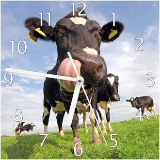 Wallario Design-Wanduhr Lustige Kuh auf der Weide mit herausgestreckter Zunge aus Glas, Motiv-Uhr Gr&ouml;&szlig;e 20 x 20 cm, wei&szlig;e Zeiger