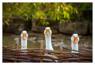 Wallario selbstklebendes Poster - Neugierige G&auml;nse am Zaun, Aufkleber in Premiumqualit&auml;t, Klebefolie Gr&ouml;&szlig;e: 61 x 91,5 cm (Maxiposter)