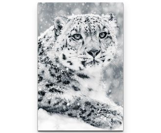 Paul Sinus Art Leinwandbilder | Bilder Leinwand 90x60cm Portrait Schneeleopard im Schneesturm