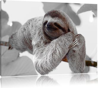 Pixxprint sch&ouml;nes Faultier h&auml;ngt von AST, Gr&ouml;&szlig;e: 80x60cm, Leinwandbild, fertig gespannt, Wandbild, Dekoration, Kunstdruck, kein Poster