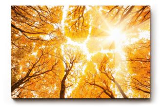 Paul Sinus Art Sinus Art Wandbild 60x40cm Faszinierender Blick durch herbstlich gefärbte Baumwipfel in warmem Licht