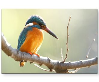Paul Sinus Art Leinwandbilder | Bilder Leinwand 120x80cm Eisvogel auf einem Ast