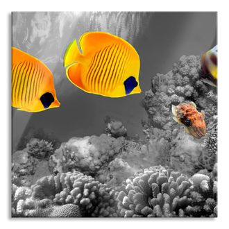 Pixxprint Glasbild, Wandbild auf Echtglas, Fische über Korallenriff, 50x50 cm, inkl. Aufhängung und Abstandshalter