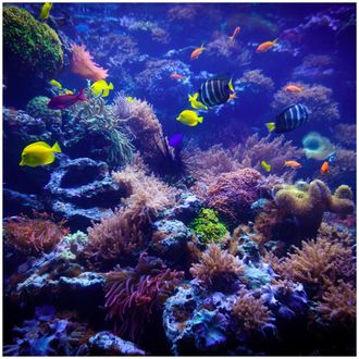 Wallario Sticker/Aufkleber für Kühlschrank/Geschirrspüler/Küchenschränke, Selbstklebende Folie - 60 x 60 cm, Motiv: Farbenwelt unter Wasser