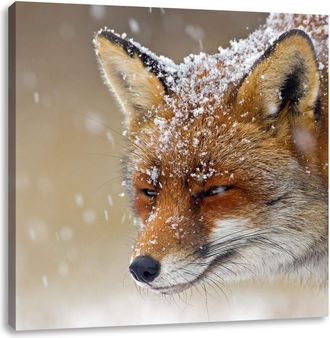 Pixxprint Fuchs im Schnee, Größe: 70x70, Leinwandbild Quadratisch, Wandbild, Kunstdruck, fertig bespannt