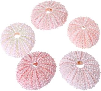 Generic 1 STÜCK Luftpflanzen Seeigel Tabletop Tillandsia Halter Miniatur Gartendekorationen Langlebig und modisch