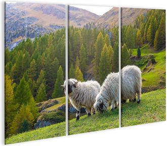 Islandburner Bild auf Leinwand Walliser Schwarznasenschaf Alpen Schweizer Nest Bilder Wandbilder Poster