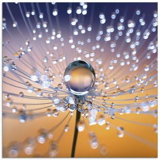 Artland ARTland Wanddeko Glasbilder Wandbild Glas Bild einteilig Quadratisch Blumen Pusteblume Wassertropfen Natur Modern Orange U1TA