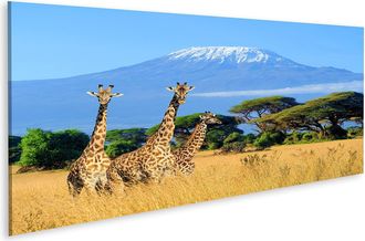 Islandburner Prime Bild auf Leinwand DREI Giraffen Nationalpark Kenia Kilimanjaro Berg Hintergrund Afrika Bilder Wandbilder Poster
