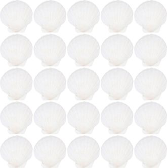 BESPORTBLE 35 Wei&szlig;e Jakobsmuscheln 5 75cm Nat&uuml;rliche Strandmuscheln f&uuml;r Selbstgemacht K&uuml;stendekor Bastelprojekte und Aquarien Dekoration Satz f&uuml;r Wohnraumgestalt