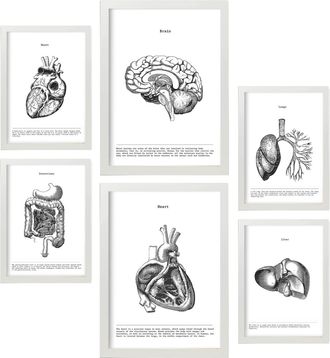 Nacnic Set von 6 Poster der inneren Organe. Sammlung von Platten mit ästhetischer Collage für Innendekoration. Größen A3 und A4. Mit weißem Rahmen