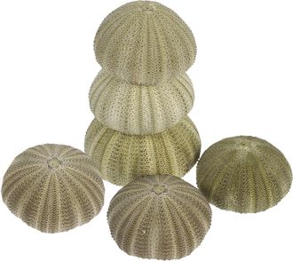 NUOBESTY Levemolo 6 Nat&uuml;rliche Seeigelschalen 4 6cm Kleine Dekorative Muscheln f&uuml;r Selbstgemacht Bastelprojekte Luftpflanzenhalter und Stranddeko Maritimes Woh