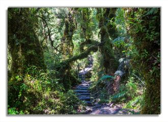Wallario selbstklebendes Poster - Weg durch den Mooswald, Aufkleber in Premiumqualit&auml;t, Klebefolie Gr&ouml;&szlig;e: 70 x 100 cm (Riesenposter)