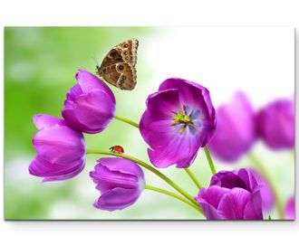 Paul Sinus Art Leinwandbilder | Bilder Leinwand 120x80cm lila Tulpen mit Schmetterling und Marienk&auml;fer