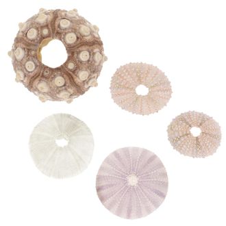 Artibetter 5 St&uuml;ck Teiliges Nat&uuml;rliche Seeigelmuschel Luftpflanzenhalter Dekorativ f&uuml;r Aquarium Fischaquarium Versteck und Maritime Wohnraumdekoration