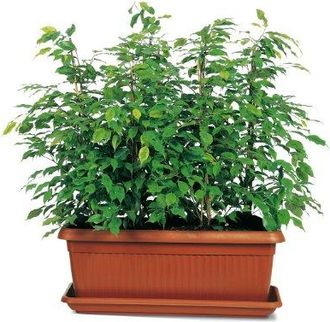 Arca Manna Pflanzkasten 100cm terra Similcotto