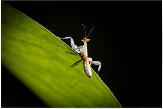artboxONE Poster 45x30 cm Tiere Orchideenmantis auf einem Blatt - Bild gottesanbeterin fangschrecken gottesanbeterin