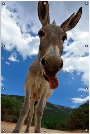 Wallario Outdoor-Poster f&uuml;r Garten oder Balkon Frecher Esel, Motivbanner Gr&ouml;&szlig;e: ca. 100 x 150 cm, Outdoor-Bild