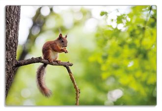 Wallario Frühstücksbrettchen aus Glas, Glasunterlage, Glasbrettchen Eichhörnchen auf einem AST, Größe 20 x 30 cm, Sicherheitsglas