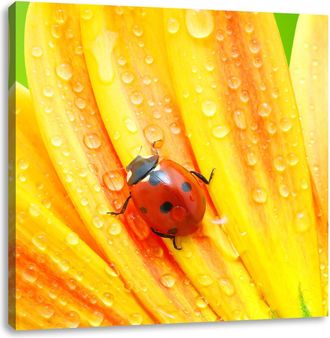 Pixxprint Marienk&auml;fer auf gelber Blume, Gr&ouml;&szlig;e: 60x60, Leinwandbild Quadratisch, Wandbild, Kunstdruck, fertig bespannt