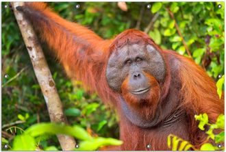 Wallario Outdoor-Poster f&uuml;r Garten oder Balkon Orang-Utan im Regenwald, Motivbanner Gr&ouml;&szlig;e: ca. 100 x 150 cm, Outdoor-Bild