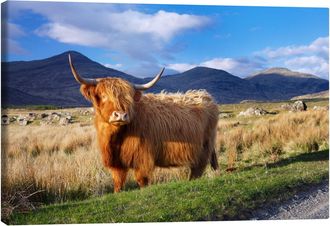 Posterlounge Hochlandrind Leinwandbild von Patrick Dieudonne 90 x 60 cm Wandbilder Wanddeko