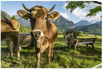 artboxONE Poster 150x100 cm Natur K&uuml;he im Allg&auml;u bei Oberstdorf hochwertiger Design Kunstdruck - Bild k&uuml;he Bayern Kuh