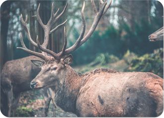 Fabulous 4 Platzsets mit Unterseite aus Kork, Hirsch in Nahaufnahme, gro&szlig;, 39,5 x 28,5 cm