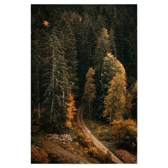 artboxONE Poster 45x30 cm Natur Ab in den Schwarzwald hochwertiger Design Kunstdruck - Bild Wald Forest Herbst