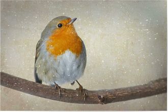 artboxONE Poster 45x30 cm Tiere Das Rotkehlchen hochwertiger Design Kunstdruck - Bild Natur Natur Rotkehlchen