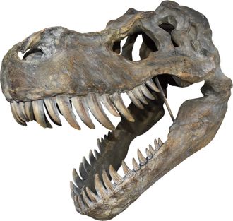 Nemesis Now Wandschild Tyrannosaurus Rex Totenkopf, gro&szlig;, 51,5 cm, Braun