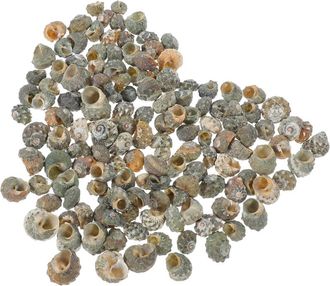 Angoily 100 Stück Teiliges Natürliche Muscheldekoration für Aquarium und Gartenteich Glatte Konchenschalen als DIY Bastelmaterial und Ersatz für Kleine Einsie