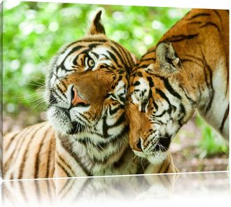 Pixxprint Zwei liebkosende Tiger, Größe: 120x80cm, Leinwandbild, fertig gespannt, Wandbild, Dekoration, Kunstdruck, kein Poster