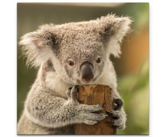 Paul Sinus Art Leinwandbilder | Bilder Leinwand 90x90cm Koala Bär