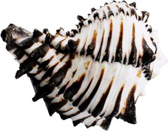 Garneck Aquariumschmuck aus Nat&uuml;rlichen Muscheln Jumbo Gr&ouml;&szlig;e Dekoratives Landschaftszubeh&ouml;r f&uuml;r Entspannung und Hobbyangler