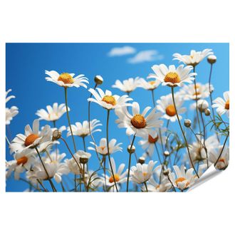 Islandburner Prime Bild Poster Flache Kamille Blumen auf blauem Hintergrund Premium Bilder Fotodruck