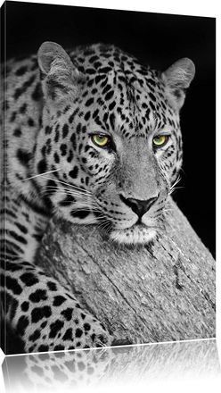 Pixxprint ruhender Leopard B&W, Gr&ouml;&szlig;e: 80x60cm, Leinwandbild, fertig gespannt, Wandbild, Dekoration, Kunstdruck, kein Poster